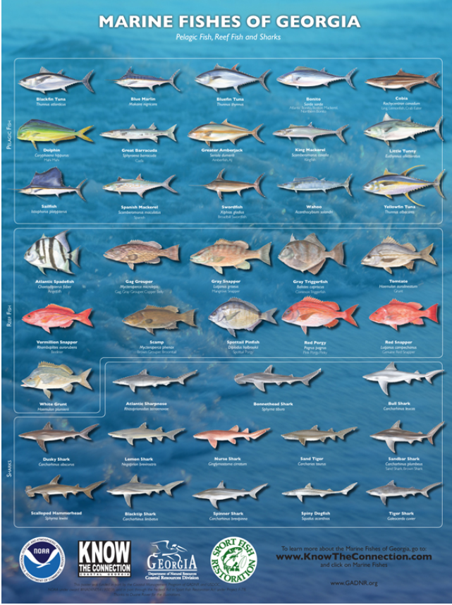 Posters and Rack Cards – Georgia Chapter American Fisheries Society